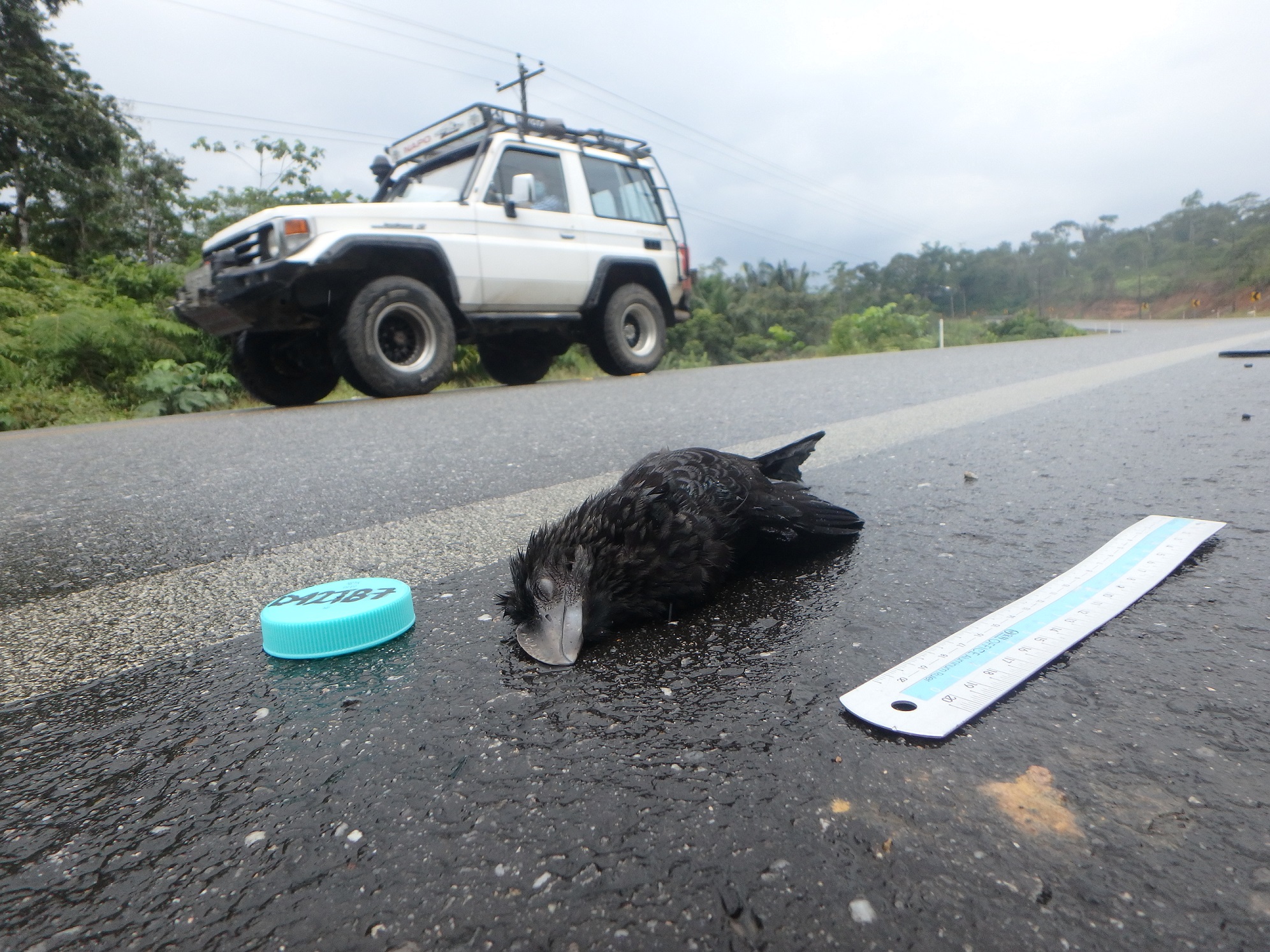 Image 9 – Roadkill – Doctoral Research Conference 2021